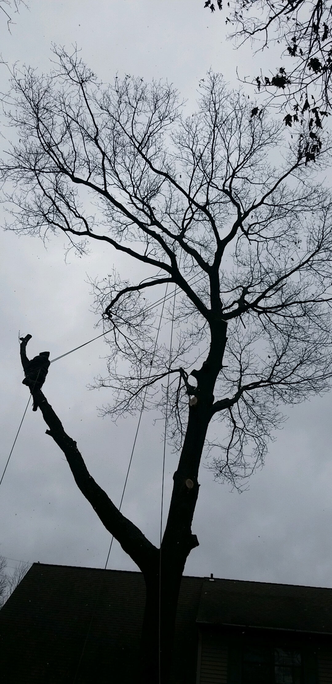 Gallery - Reasonable Tree Experts