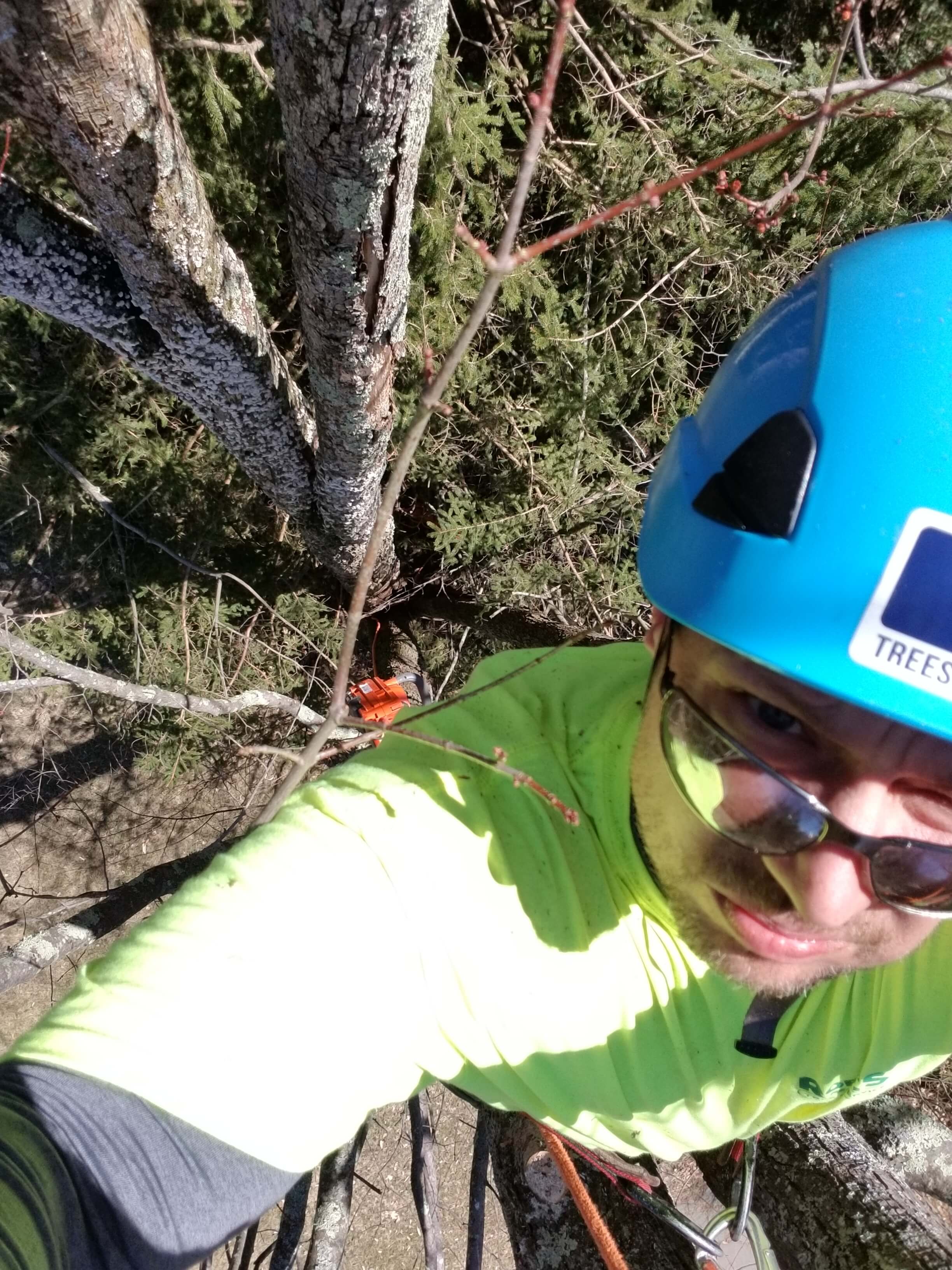 Gallery - Reasonable Tree Experts