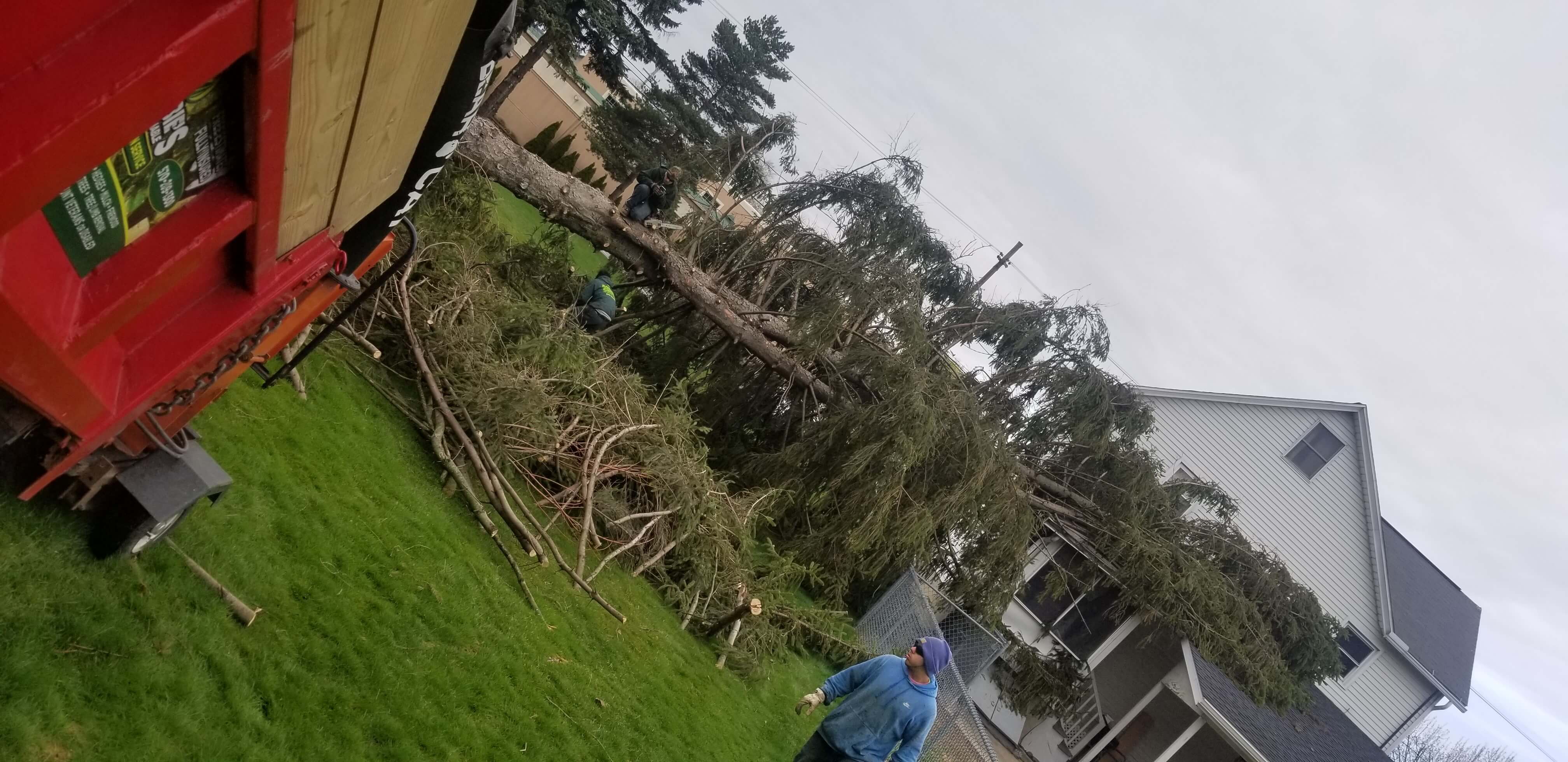 Gallery - Reasonable Tree Experts