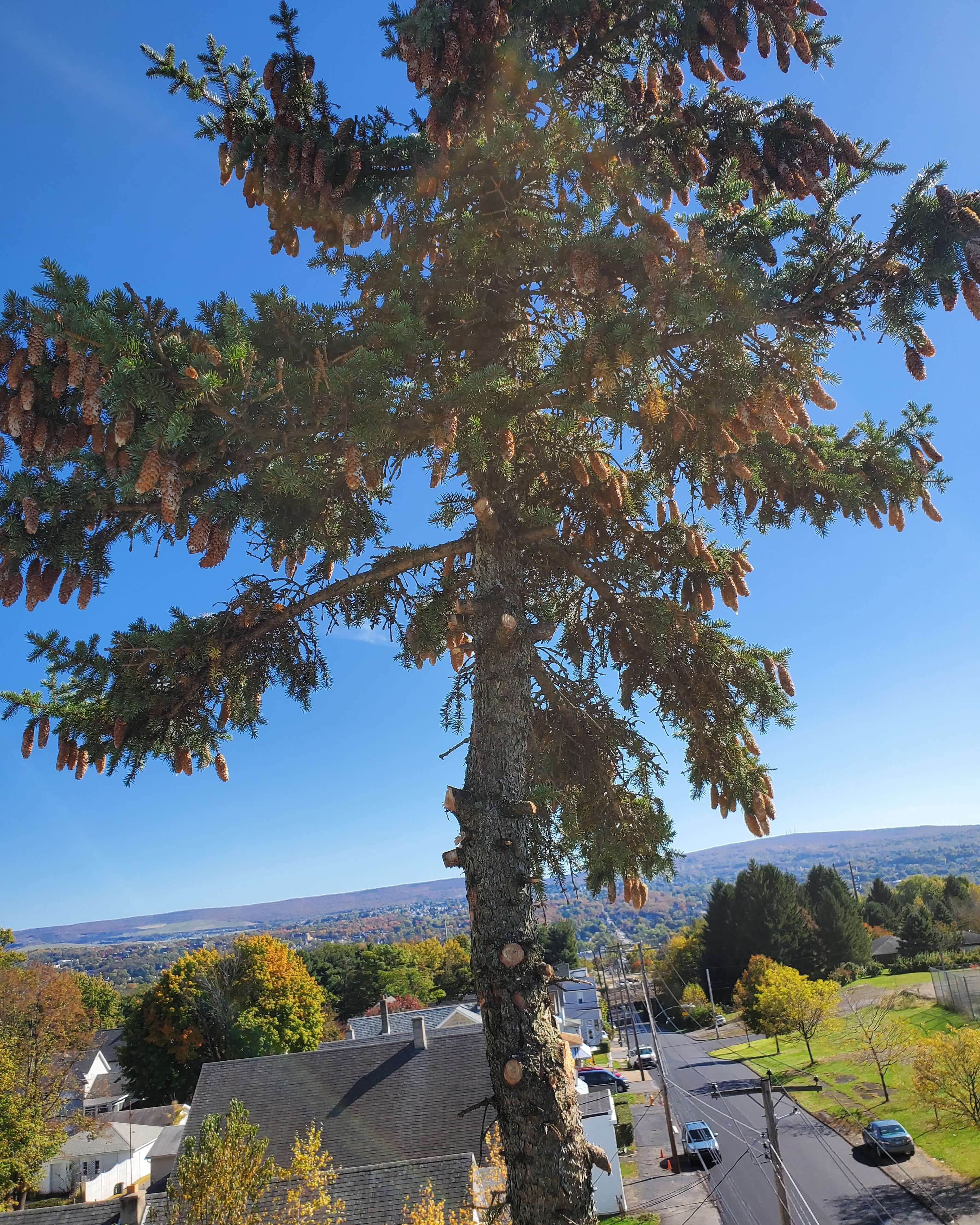 Gallery - Reasonable Tree Experts