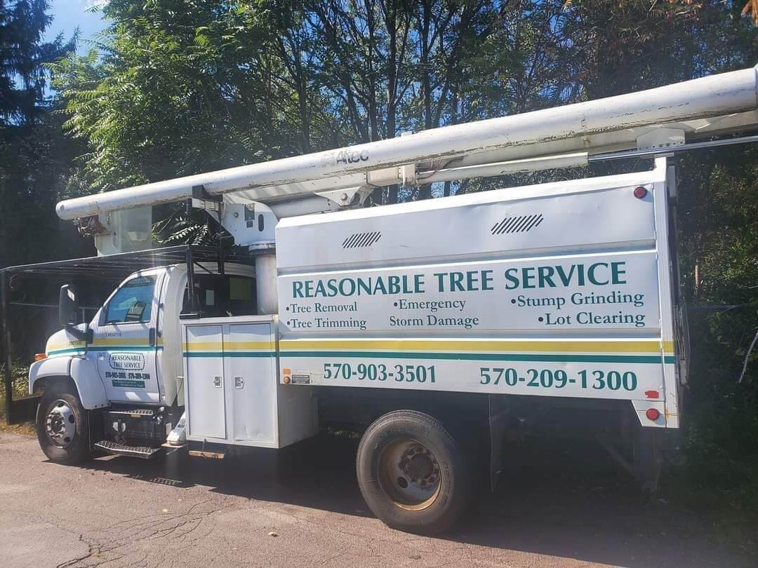 Gallery - Reasonable Tree Experts