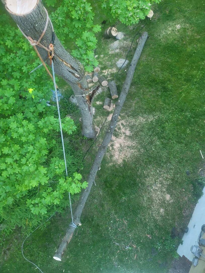 Gallery - Reasonable Tree Experts